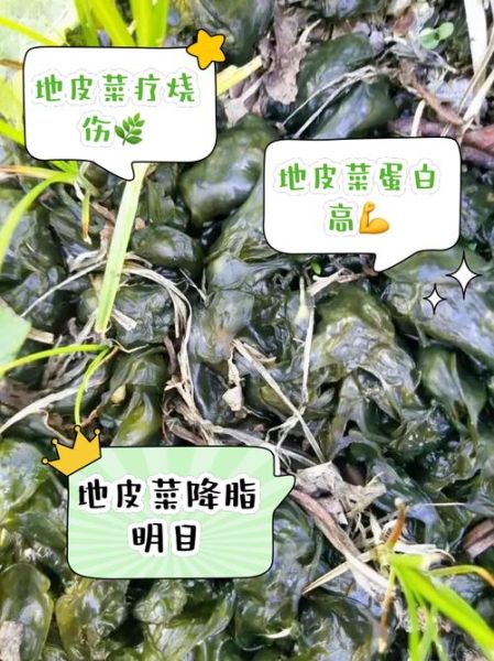 地皮菜的功效与作用_地皮菜怎么吃最好-第3张图片-山城妙识