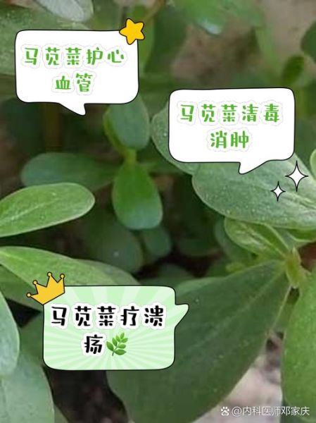 马苋菜什么人不宜吃_马苋菜禁忌人群有哪些-第2张图片-山城妙识