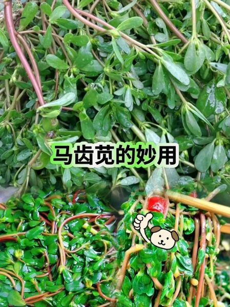 马苋菜什么人不宜吃_马苋菜禁忌人群有哪些-第3张图片-山城妙识