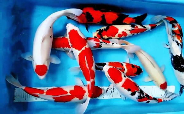 天价锦鲤鱼图片1300万_为什么这么贵-第3张图片-山城妙识 天价锦鲤鱼图片1300万_为什么这么贵-第3张图片-山城妙识