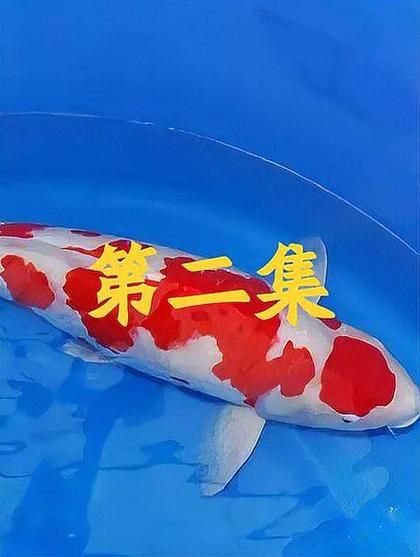 天价锦鲤鱼图片1300万_为什么这么贵-第2张图片-山城妙识 天价锦鲤鱼图片1300万_为什么这么贵-第2张图片-山城妙识