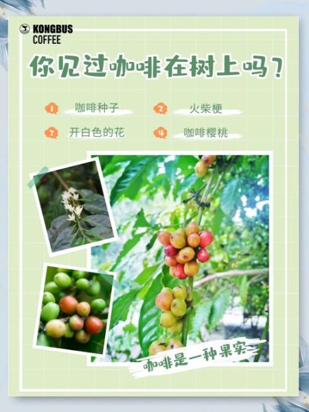 咖啡树多久结果_咖啡树适合种在哪里-第1张图片-山城妙识