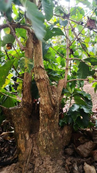 咖啡树多久结果_咖啡树适合种在哪里-第3张图片-山城妙识