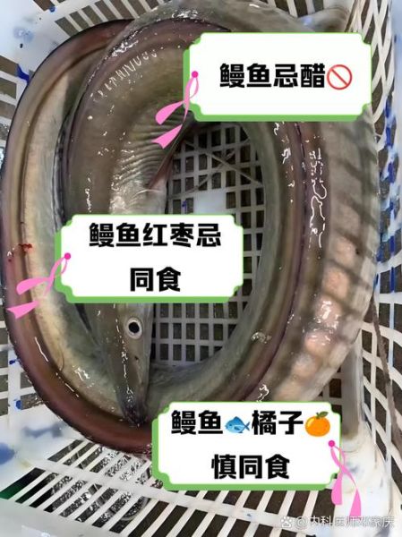鳗鱼不能和什么一起吃_禁忌食物全解析-第1张图片-山城妙识