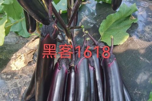 茄子几点开播_茄子直播时间表-第1张图片-山城妙识