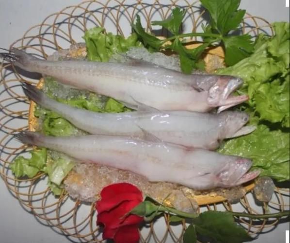 龙头鱼是什么鱼_龙头鱼多少钱一斤-第1张图片-山城妙识