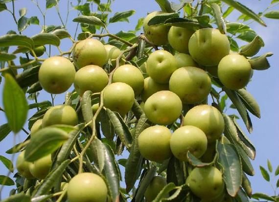 蜜枣产地在哪里_哪里的蜜枣最正宗-第3张图片-山城妙识