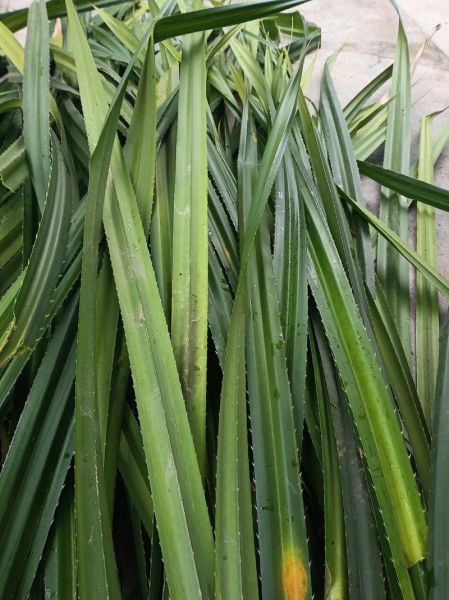 广西包粽子的材料有什么_广西粽子用什么叶子包-第3张图片-山城妙识