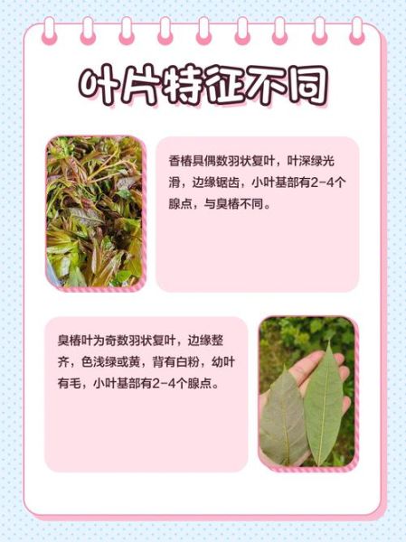 臭椿和香椿的区别_如何一眼分辨臭椿与香椿-第3张图片-山城妙识