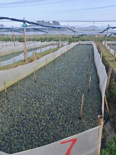牛蛙养殖一亩可养多少_牛蛙养殖密度怎么算-第1张图片-山城妙识
