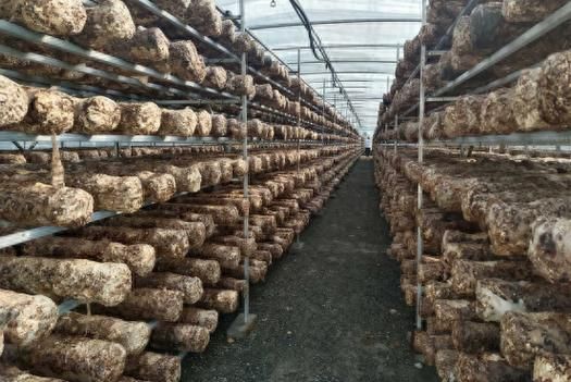 一亩大棚香菇种植利润_香菇大棚一年能赚多少钱-第2张图片-山城妙识