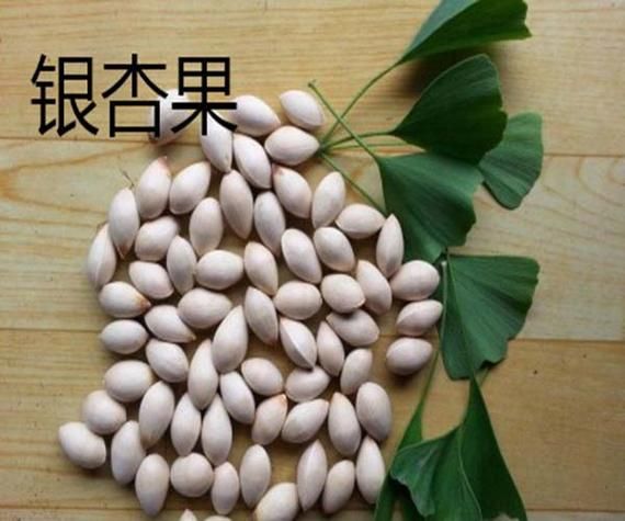 开心果是银杏树的果实吗_开心果和银杏果的区别-第3张图片-山城妙识 开心果是银杏树的果实吗_开心果和银杏果的区别-第3张图片-山城妙识