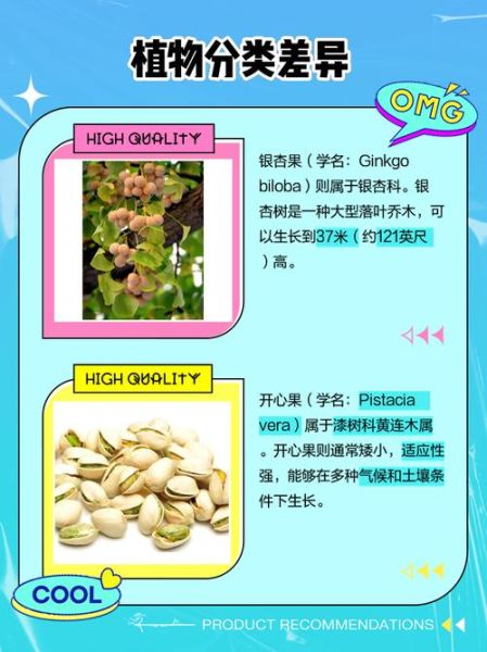 开心果是银杏树的果实吗_开心果和银杏果的区别-第1张图片-山城妙识 开心果是银杏树的果实吗_开心果和银杏果的区别-第1张图片-山城妙识