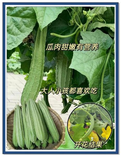 棱角丝瓜的功效与作用_棱角丝瓜怎么吃最营养-第1张图片-山城妙识