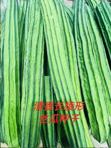 棱角丝瓜的功效与作用_棱角丝瓜怎么吃最营养-第3张图片-山城妙识