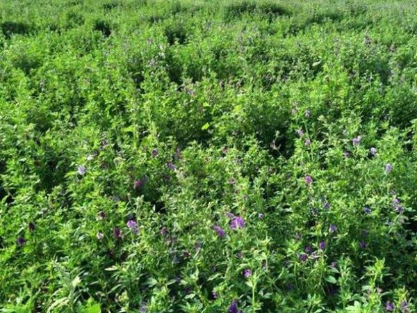 紫花苜蓿草怎么种_紫花苜蓿草种植技术要点-第3张图片-山城妙识