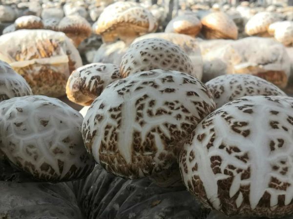 中国哪里产的花菇最好_花菇产地排行榜-第1张图片-山城妙识