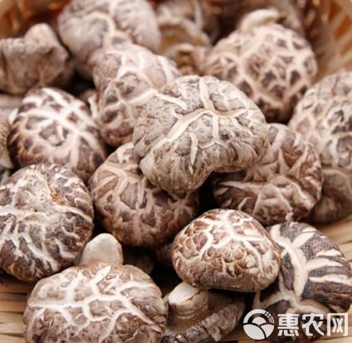 中国哪里产的花菇最好_花菇产地排行榜-第3张图片-山城妙识