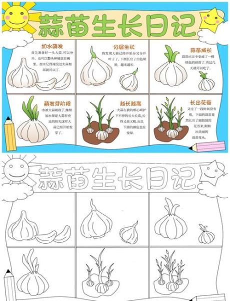 蒜苗15天能长多高_蒜苗15天观察记录-第1张图片-山城妙识 蒜苗15天能长多高_蒜苗15天观察记录-第1张图片-山城妙识