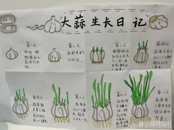 蒜苗15天能长多高_蒜苗15天观察记录-第3张图片-山城妙识 蒜苗15天能长多高_蒜苗15天观察记录-第3张图片-山城妙识