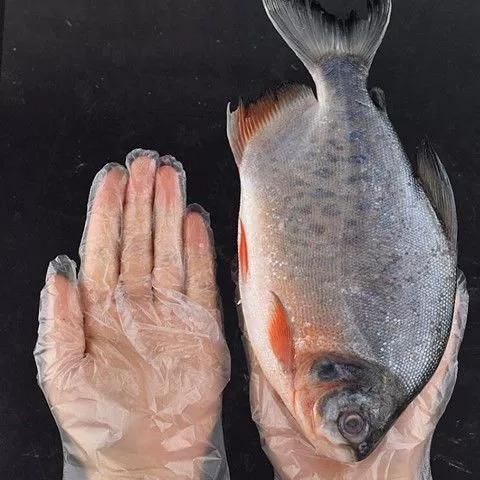 平鱼是大刺还是小刺_平鱼刺多吗-第1张图片-山城妙识