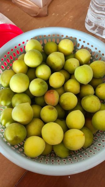 青梅酒怎么泡_青梅酒比例是多少-第3张图片-山城妙识