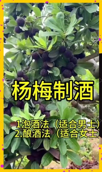 杨梅酒可以和枸杞一起泡吗_功效与禁忌-第1张图片-山城妙识 杨梅酒可以和枸杞一起泡吗_功效与禁忌-第1张图片-山城妙识