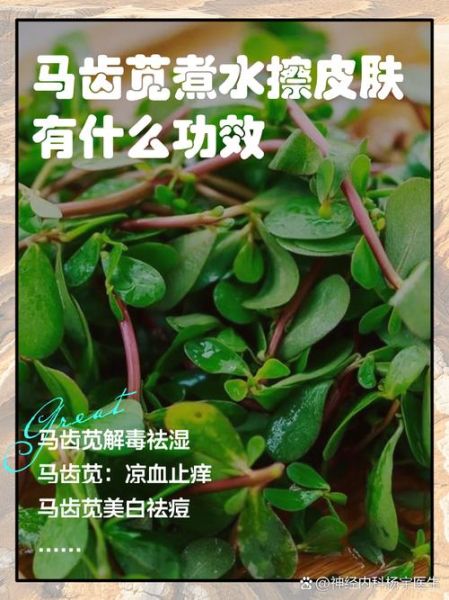 马齿苋煮水坐浴的功效_多久见效-第2张图片-山城妙识 马齿苋煮水坐浴的功效_多久见效-第2张图片-山城妙识