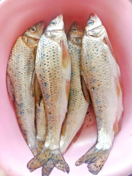 花菇鱼是什么鱼_花菇鱼怎么做好吃-第1张图片-山城妙识 花菇鱼是什么鱼_花菇鱼怎么做好吃-第1张图片-山城妙识