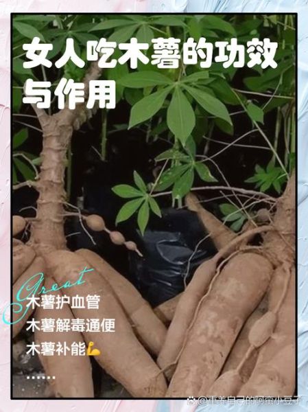 吃木薯有什么好处和坏处_木薯中毒怎么办-第1张图片-山城妙识