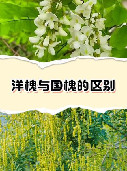槐树图片大全大图_国槐与洋槐怎么区分-第1张图片-山城妙识