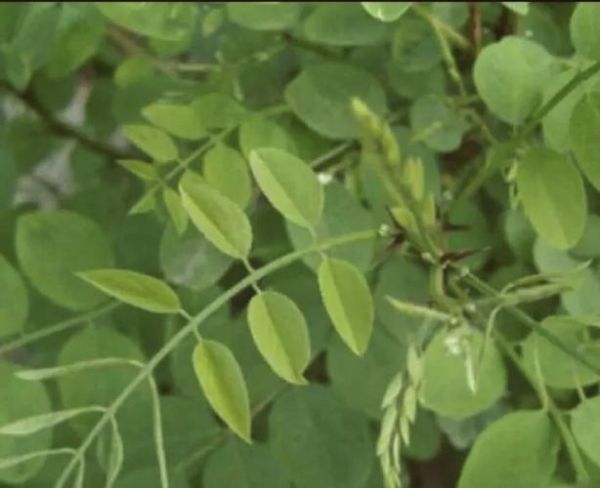 槐树图片大全大图_国槐与洋槐怎么区分-第2张图片-山城妙识