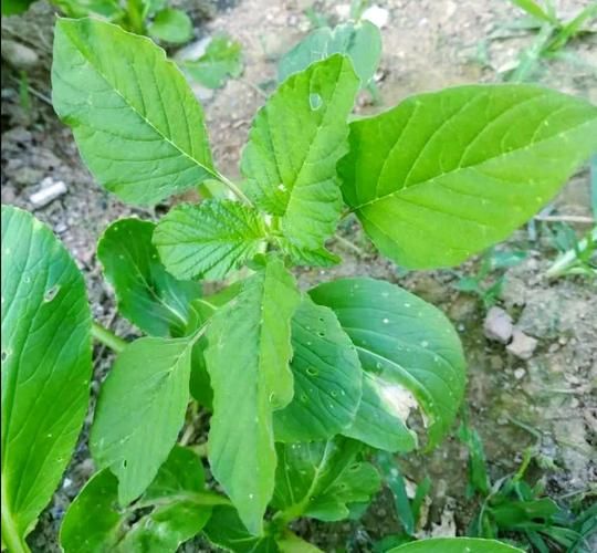 野苋菜的危害_如何防治野苋菜-第3张图片-山城妙识