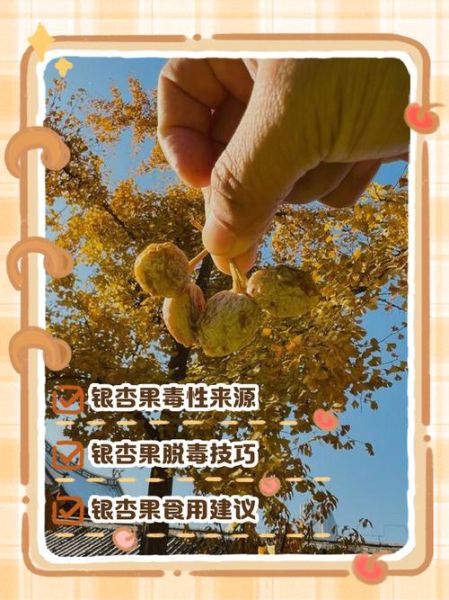 吃银杏果有什么副作用_银杏果中毒怎么办-第1张图片-山城妙识
