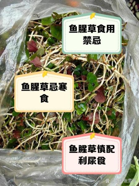 折耳根泡水喝的禁忌_哪些人不能喝-第3张图片-山城妙识