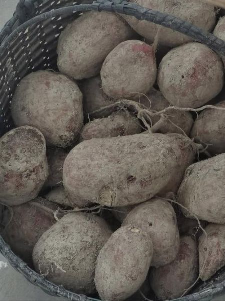 木薯图片大全实拍_木薯长什么样-第3张图片-山城妙识 木薯图片大全实拍_木薯长什么样-第3张图片-山城妙识