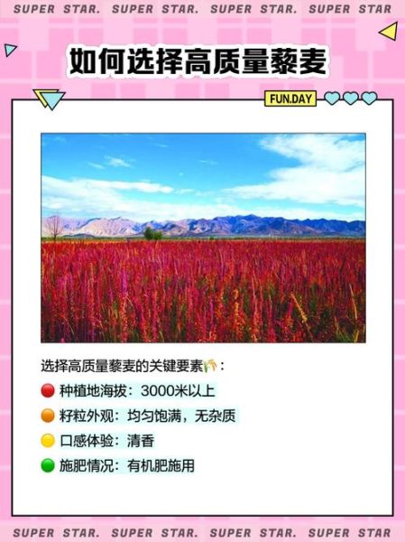 藜麦的功效与作用_藜麦多少钱一斤-第3张图片-山城妙识