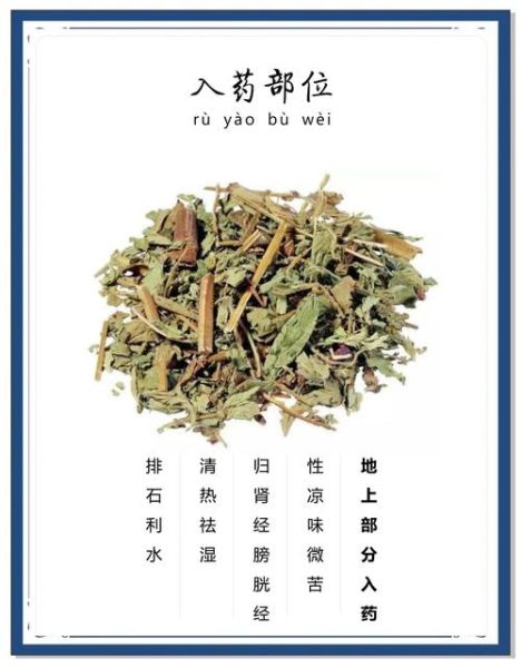 猫须草的功效与作用_猫须草能降尿酸吗-第1张图片-山城妙识