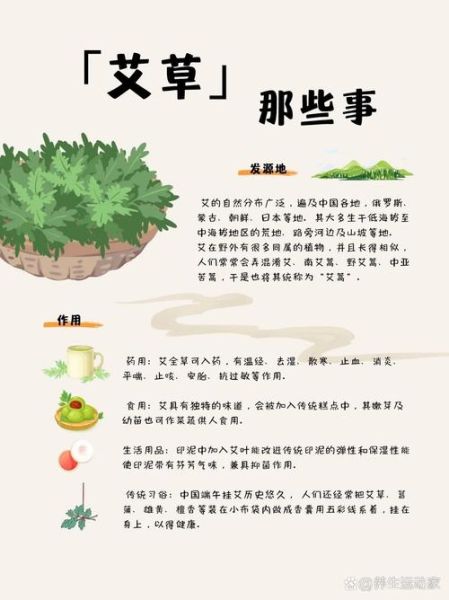 艾草的功效与作用_艾草怎么用效果最好-第1张图片-山城妙识