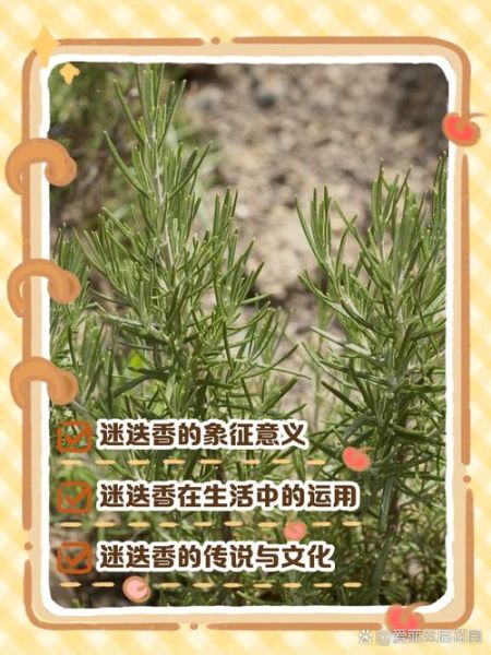 迷迭香花语是什么_迷迭香花语寓意-第3张图片-山城妙识