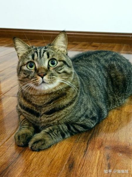 梨花猫是什么品种_梨花猫多少钱一只-第2张图片-山城妙识