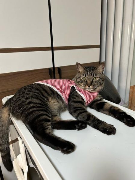 梨花猫是什么品种_梨花猫多少钱一只-第3张图片-山城妙识