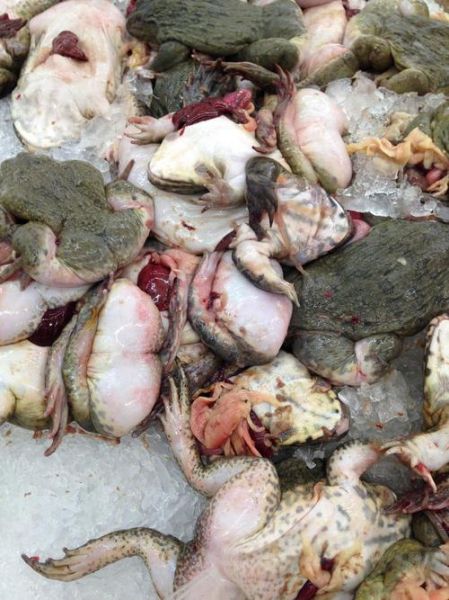 牛蛙煮熟了有寄生虫吗_牛蛙彻底煮熟能杀死寄生虫吗-第1张图片-山城妙识