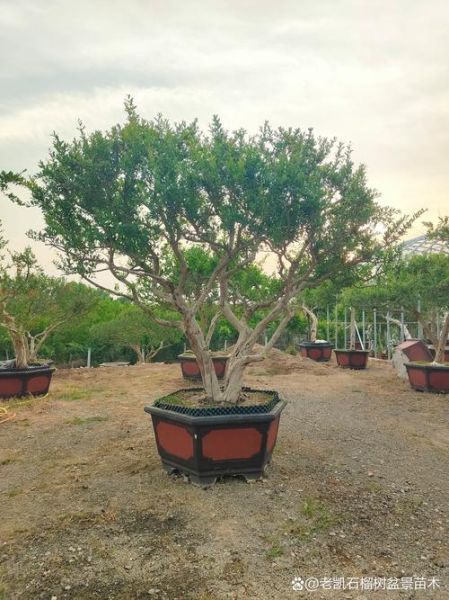 石榴怎么种_石榴树几年结果-第1张图片-山城妙识