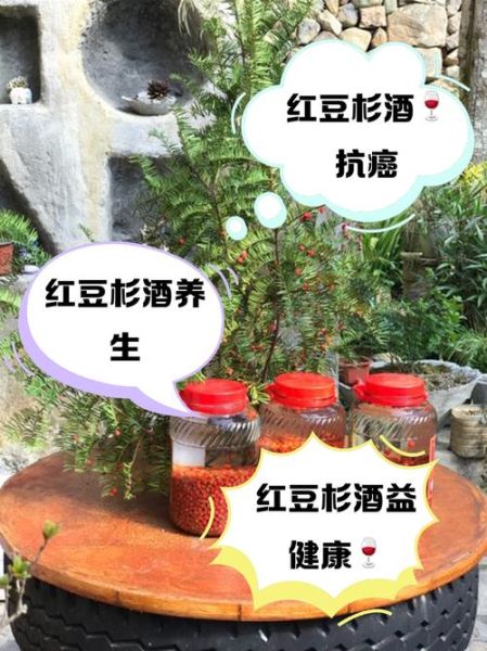 红豆杉木泡水喝的危害_红豆杉木泡水副作用-第1张图片-山城妙识