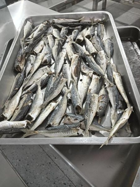 小河鱼种类大全_如何分辨常见小河鱼-第2张图片-山城妙识