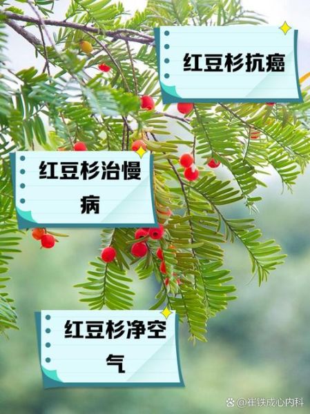 红豆杉的功效与作用_红豆杉的禁忌有哪些-第1张图片-山城妙识 红豆杉的功效与作用_红豆杉的禁忌有哪些-第1张图片-山城妙识