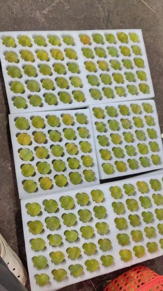 枫糖李是什么_枫糖李怎么吃-第1张图片-山城妙识