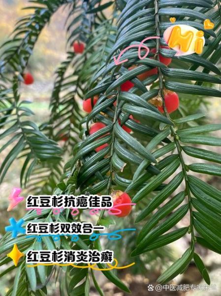 红豆杉的功效与作用_红豆杉的禁忌有哪些-第2张图片-山城妙识 红豆杉的功效与作用_红豆杉的禁忌有哪些-第2张图片-山城妙识