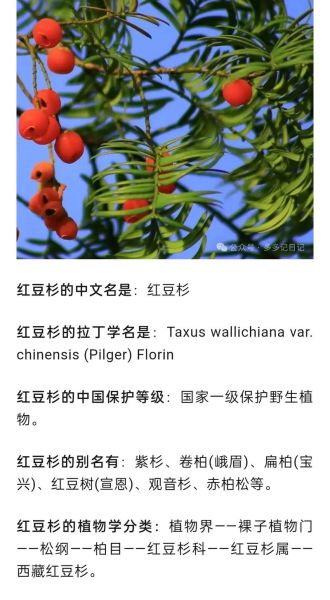 红豆杉的功效与作用_红豆杉的禁忌有哪些-第3张图片-山城妙识 红豆杉的功效与作用_红豆杉的禁忌有哪些-第3张图片-山城妙识